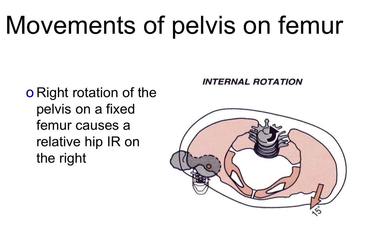 Internal And External Rotation Of The Hip