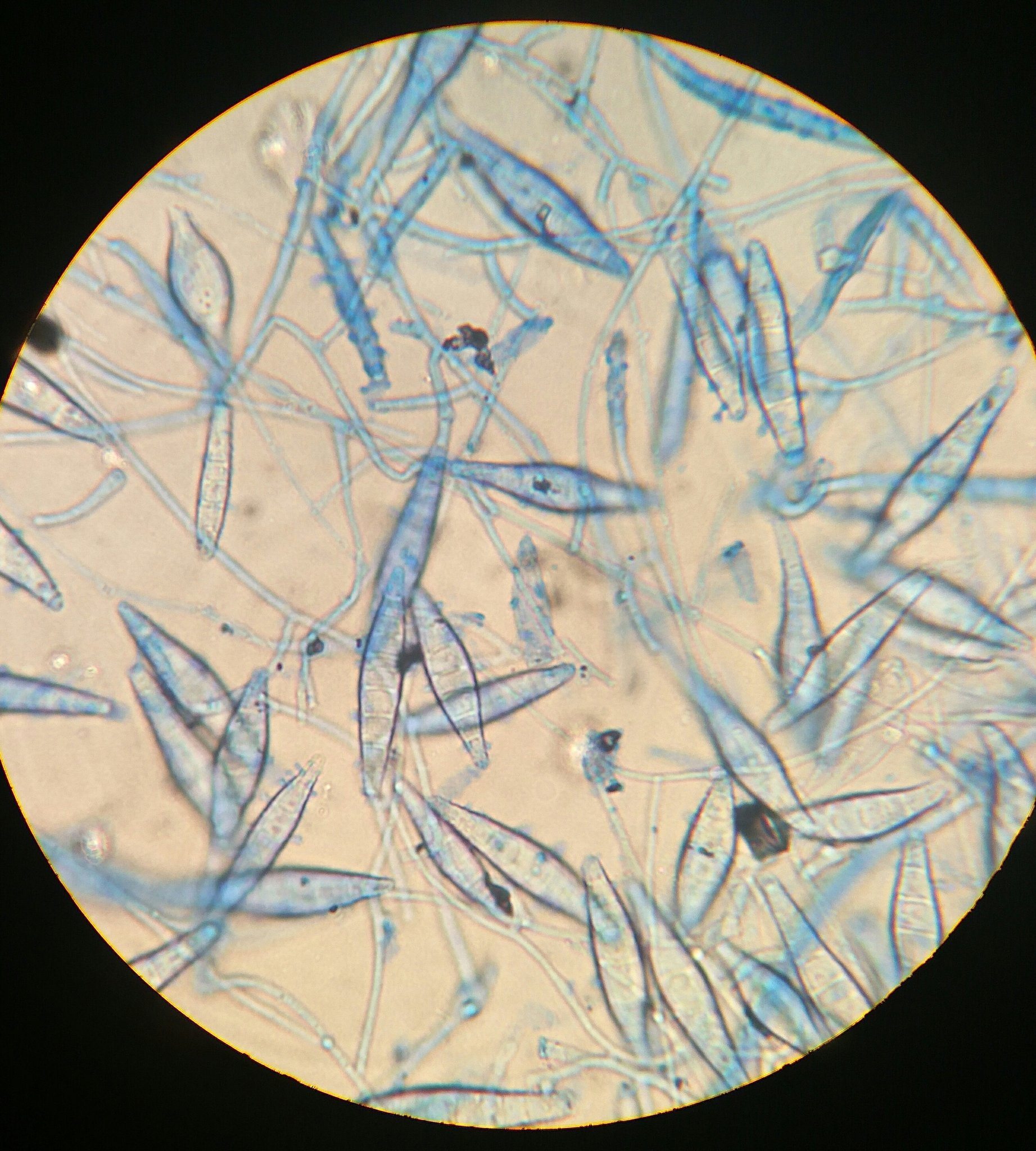 Perro Microsporum Canis