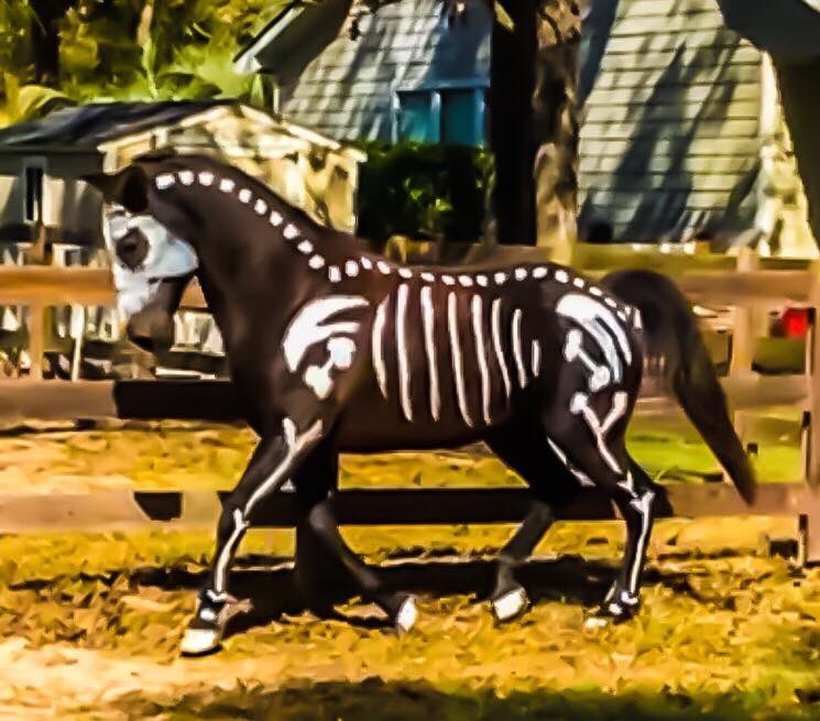 Horse Skeleton Paint