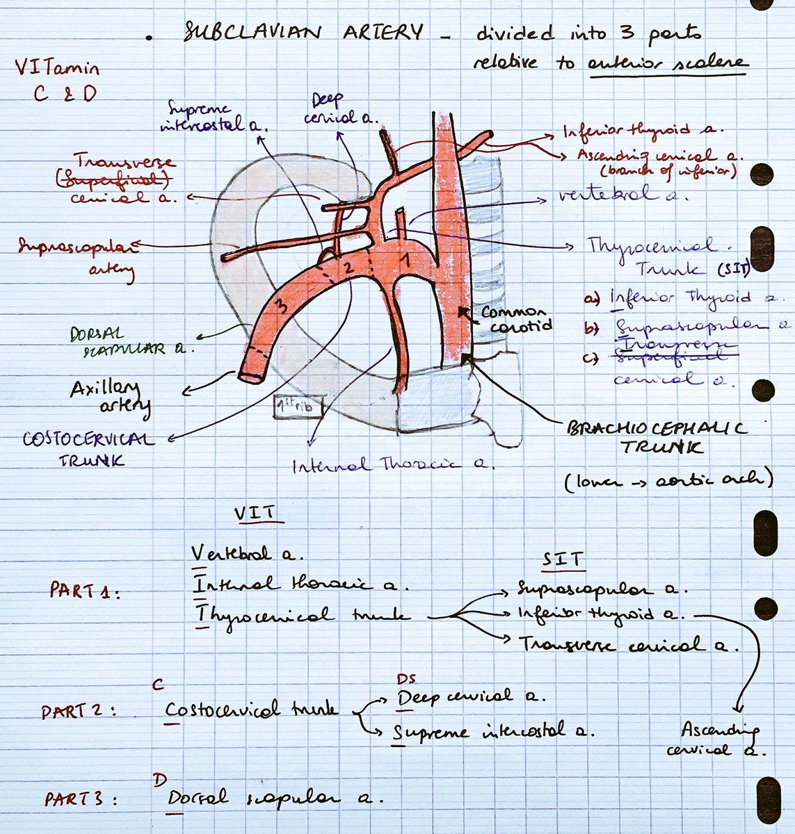 Subclavian Artery Branches Mnemonic