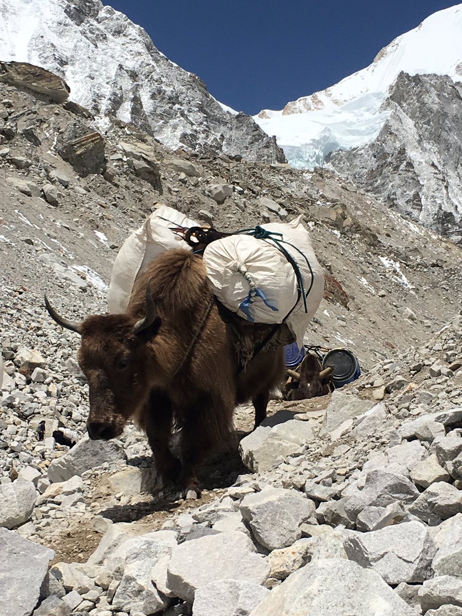 Tek Raj Bhatt (@tekraj_bhatt) | Twitter