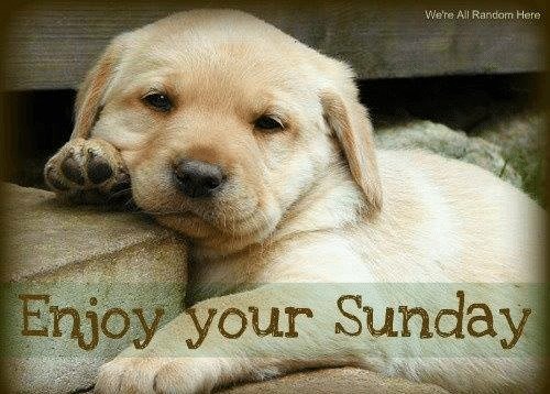 Enjoy Your Weekend Dog