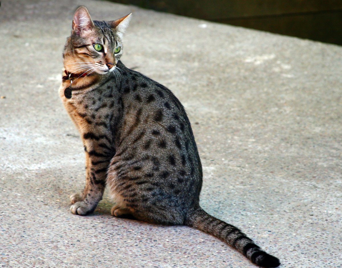 The earliest known cat with a name lived 3500 years ago, under the ...