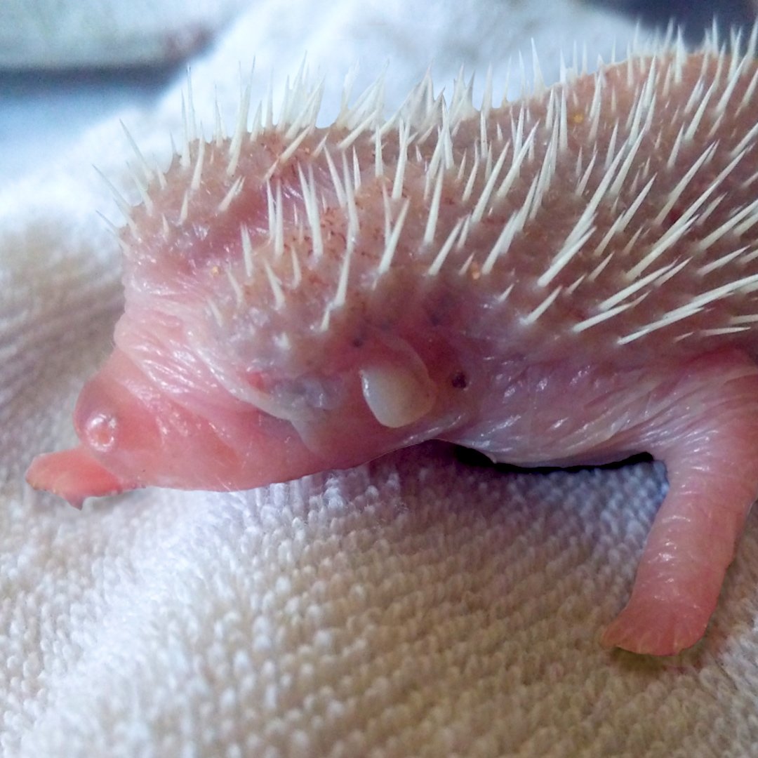 Newborn Baby Hedgehogs