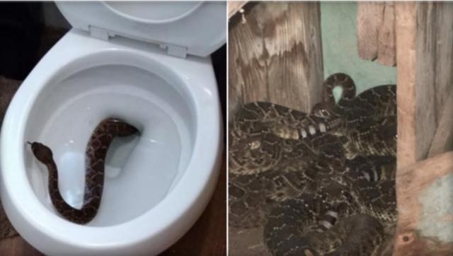 Snakes On A Plane Bathroom