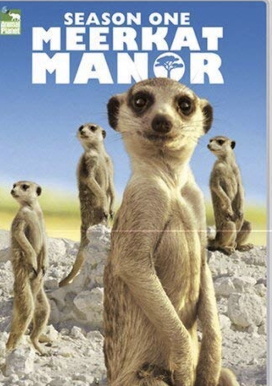 Meerkat Manor Gif