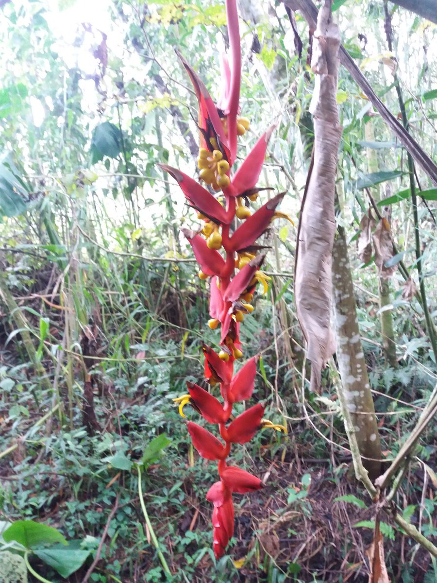 GeRo. 🌀🦈 (@gerosalesc) | Twitter