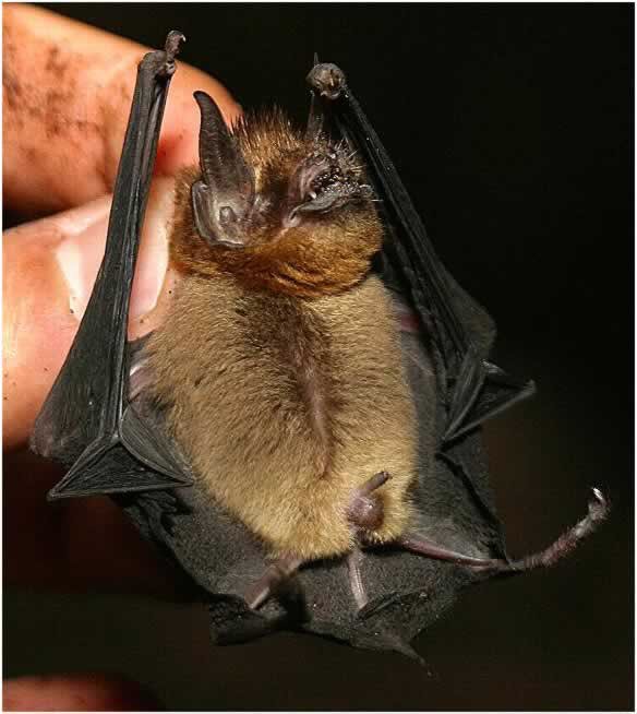 Mustached Bat