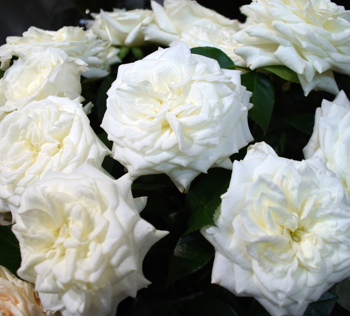 Alabaster Garden Rose