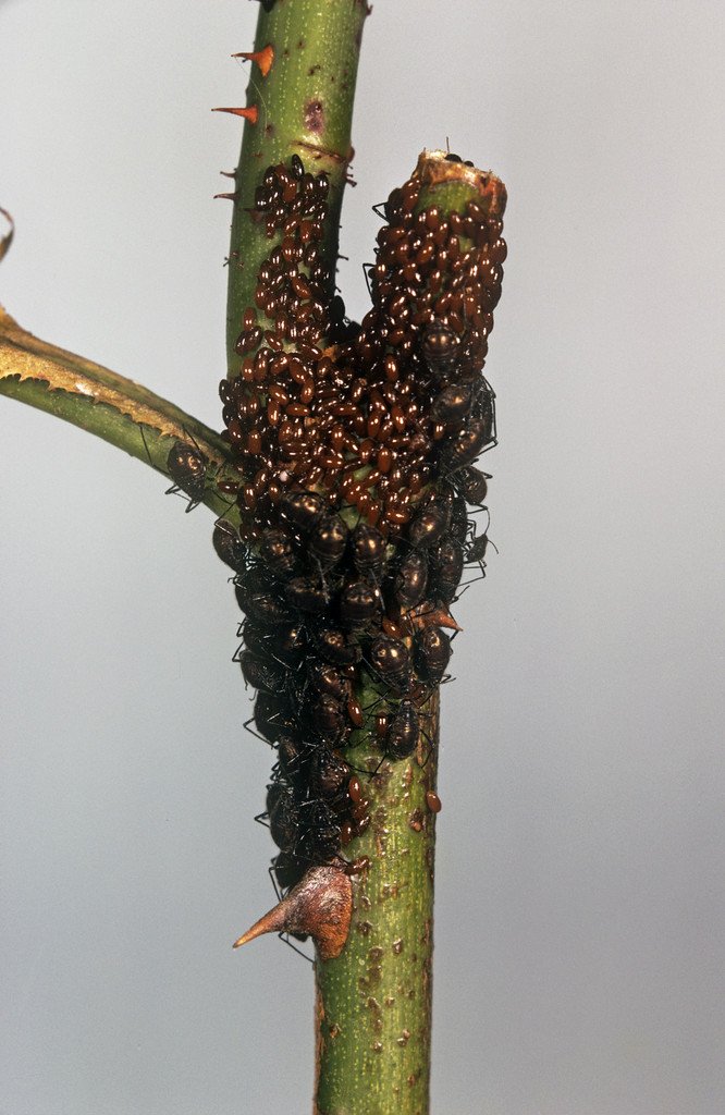 Root Aphid Eggs