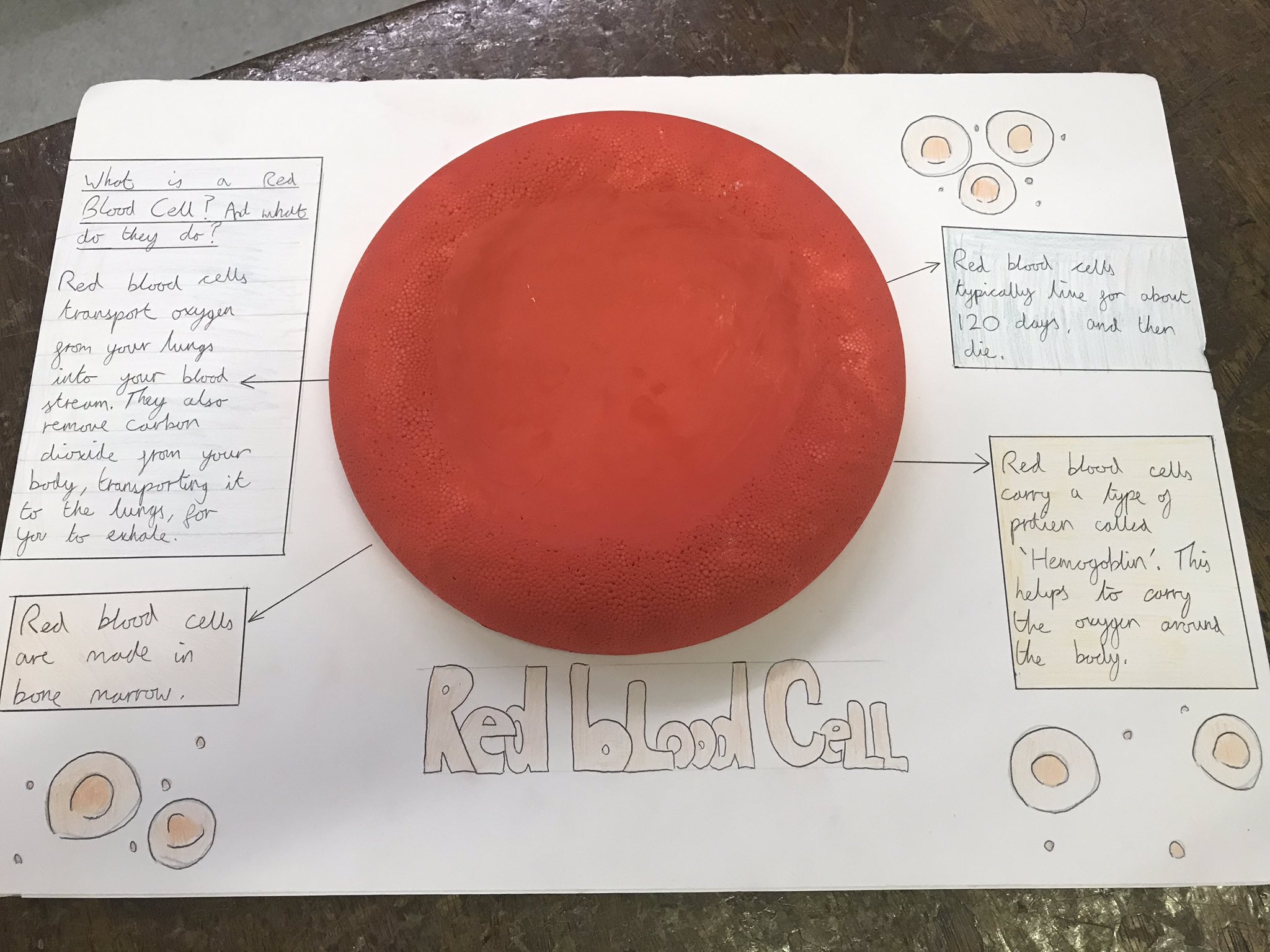 Red Blood Cell School Project 4 Components Of Blood Activity: Make A