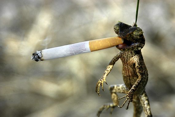 Animals Smoking Cigarettes