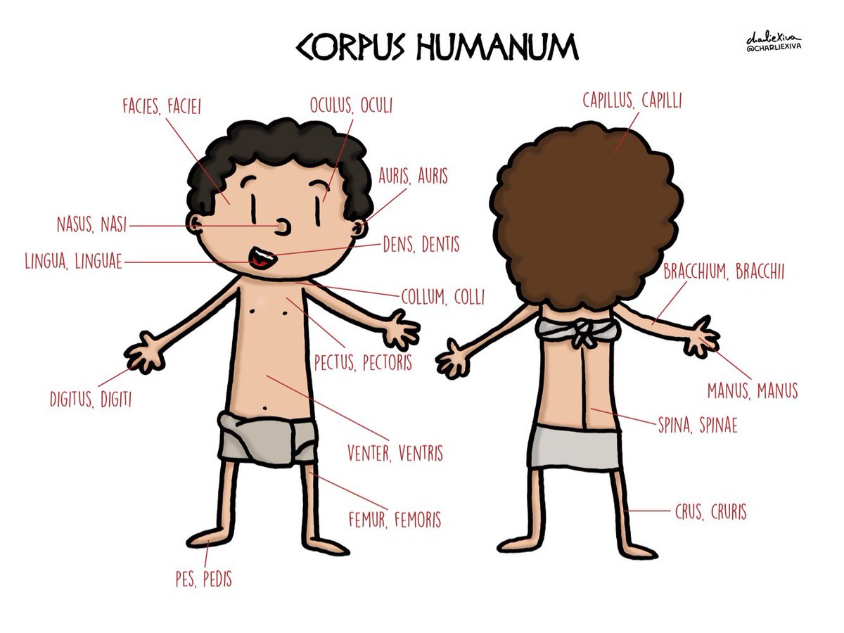 Partes Del Cuerpo En Latín Human Body Parts Vocabulary In Spanish