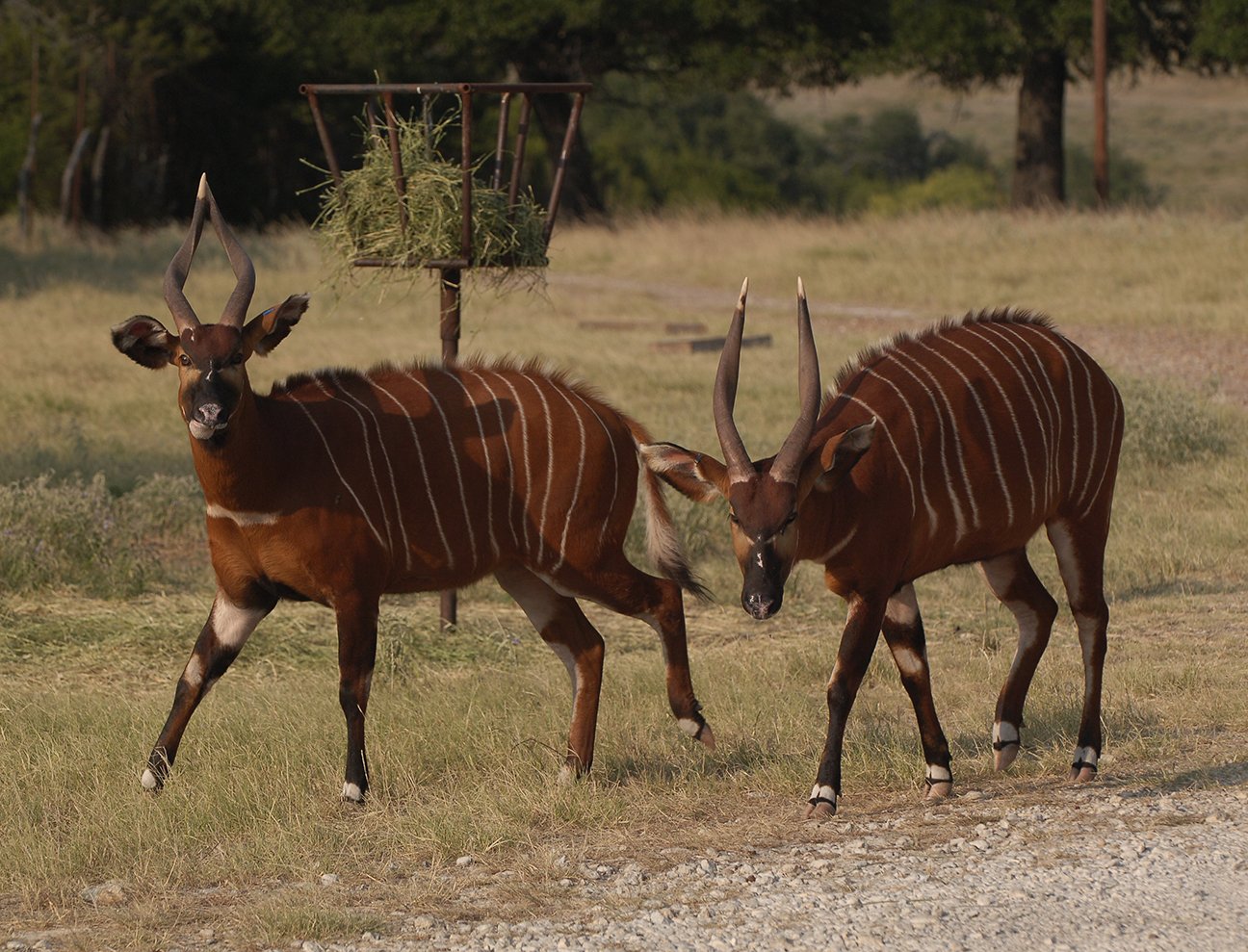 Female Bongo Antelope