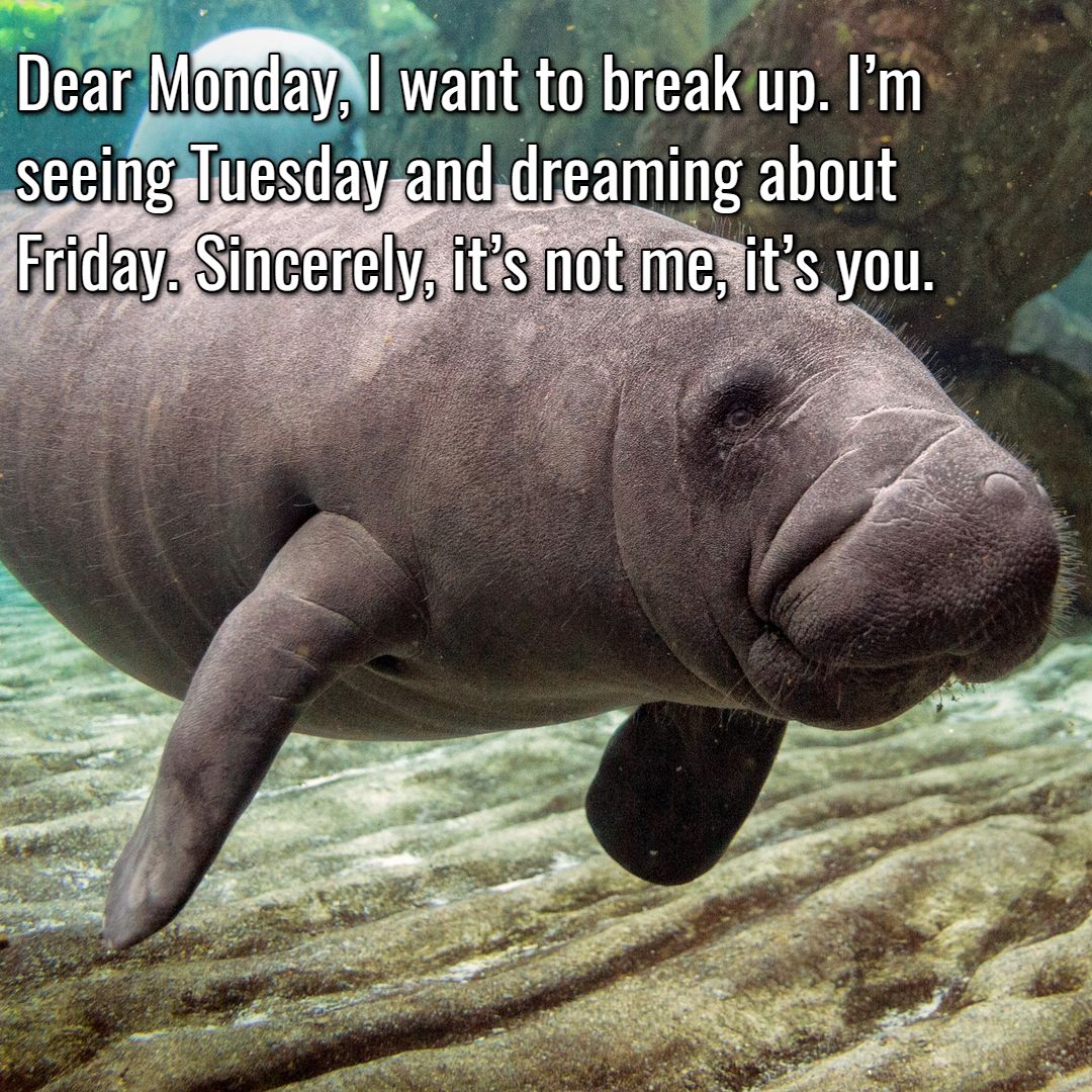 Calming Manatee Memes