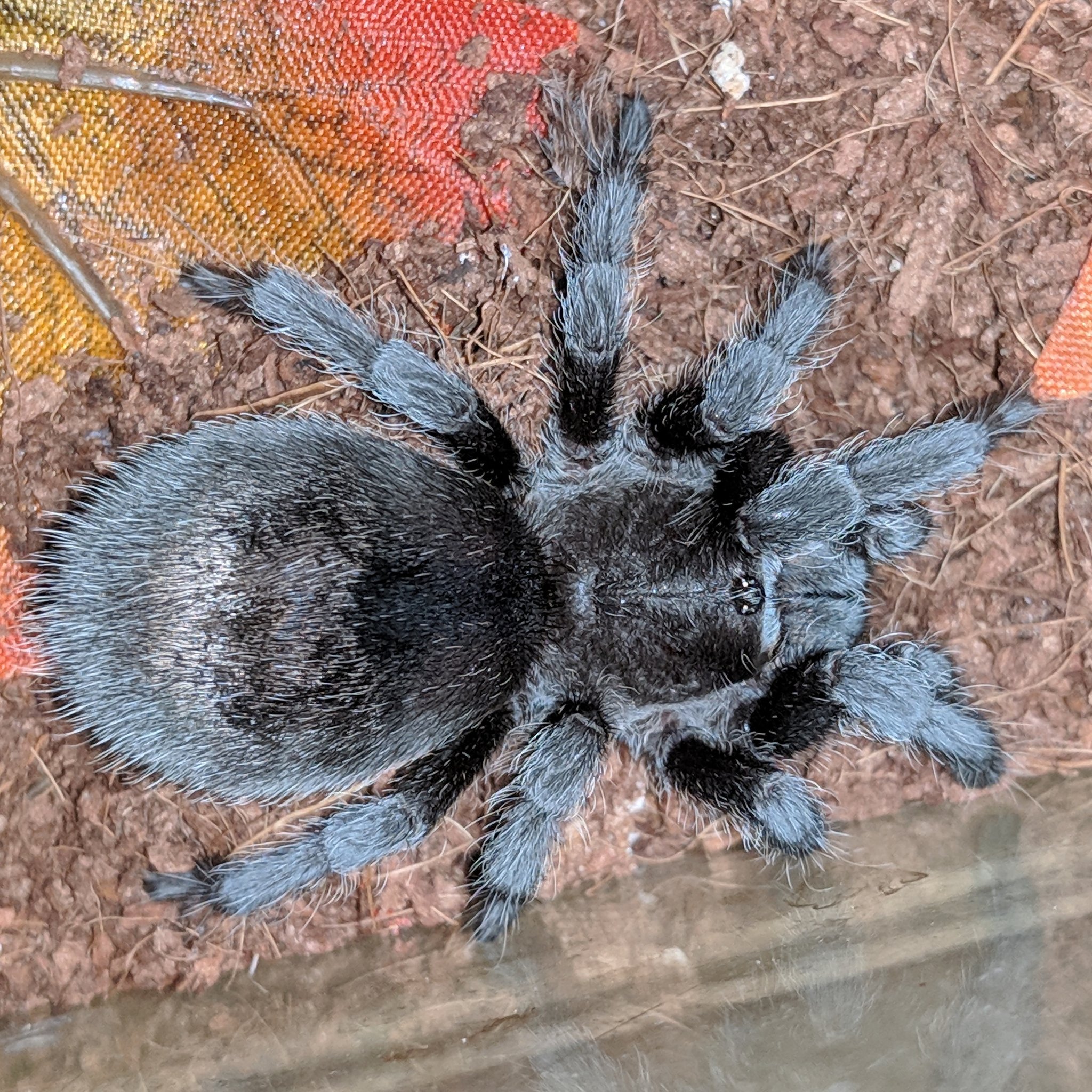 Fat Tarantula