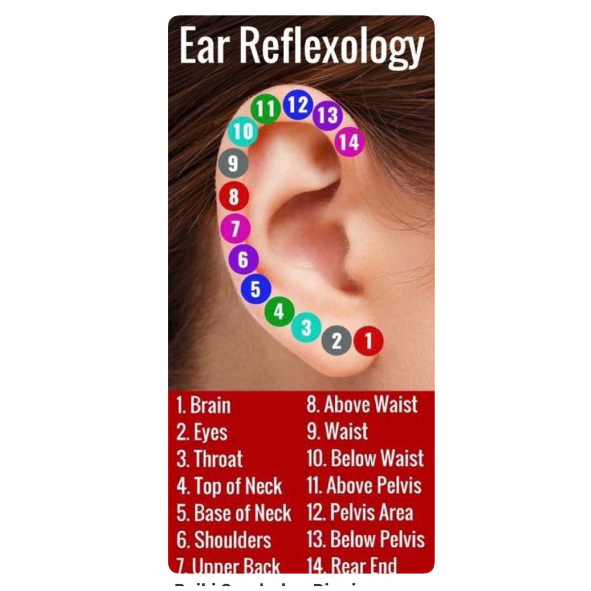 Reflexology Ear