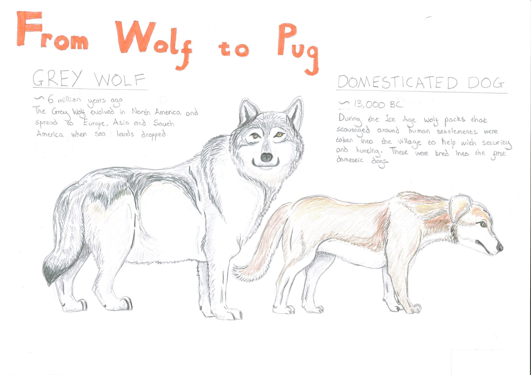 Are Pugs Descended From Wolves