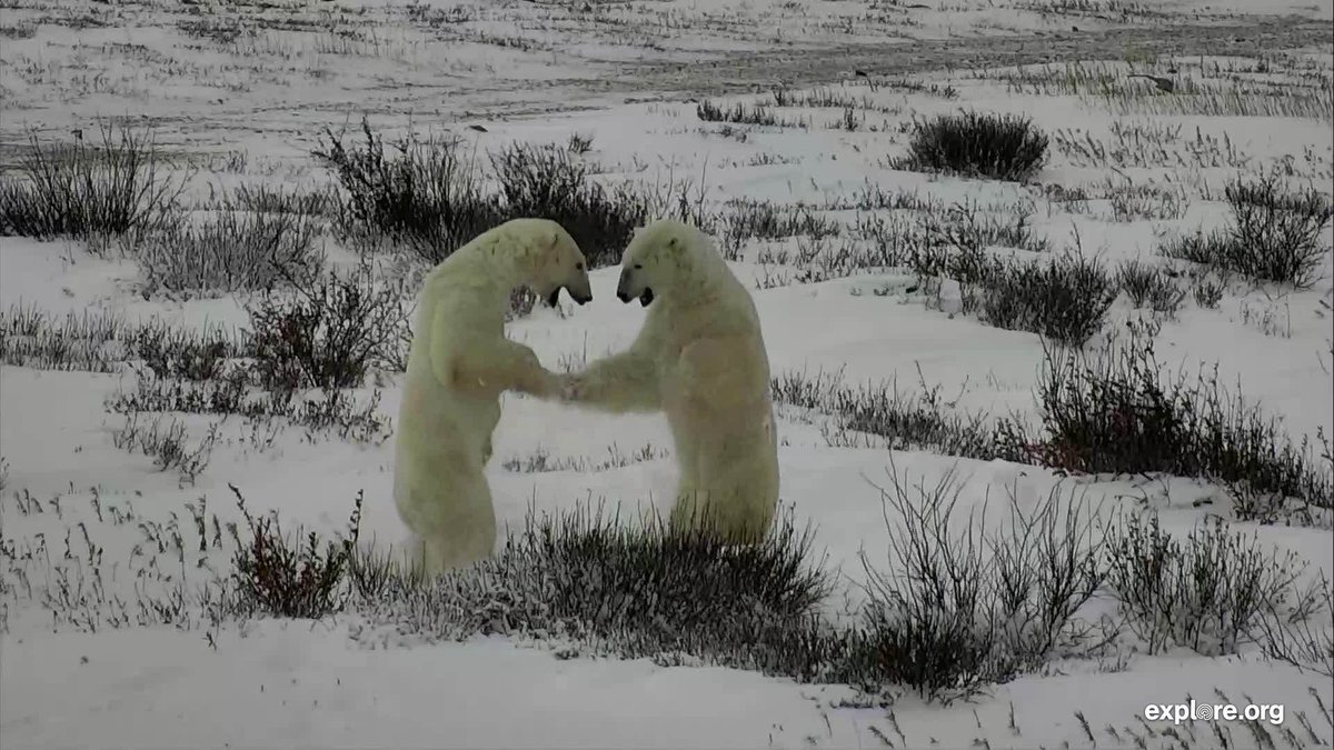 116 best Meet Larry images on Pholder | Aww, The Simpsons and Pics