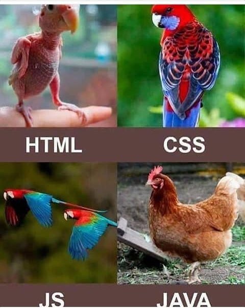 The Difference Between Html Css And Javascript Vrogue