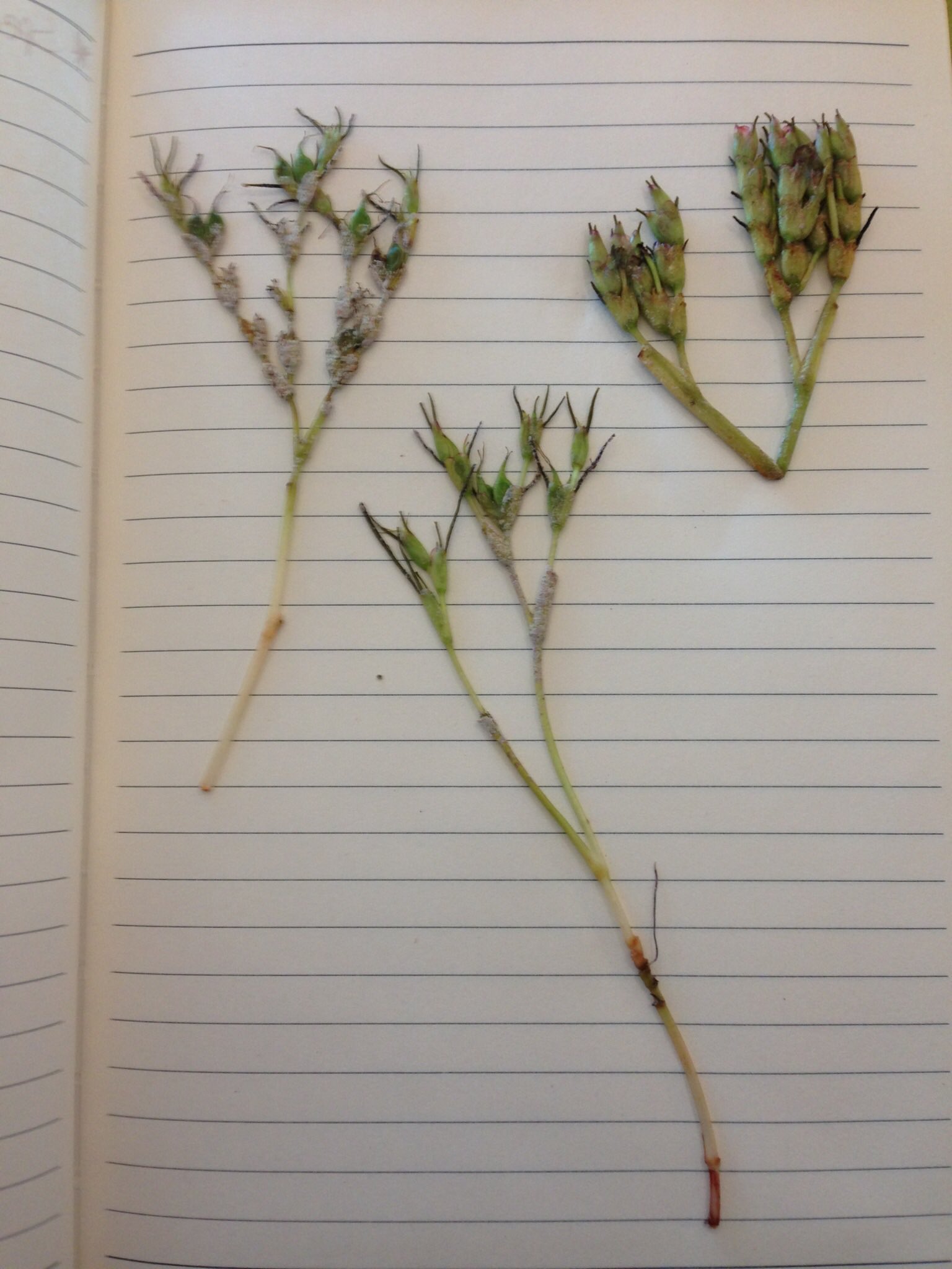 Syringodium Filiforme