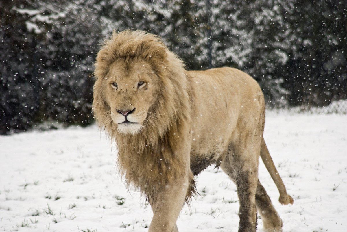 West African White Lion