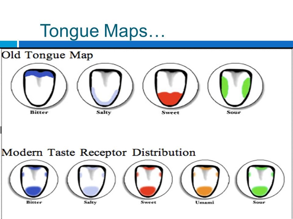 Taste Buds Map