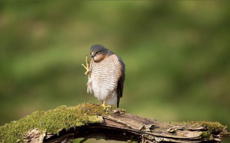 1 best Twitter Essexwildlife images on Pholder | Raise your hand if you ...