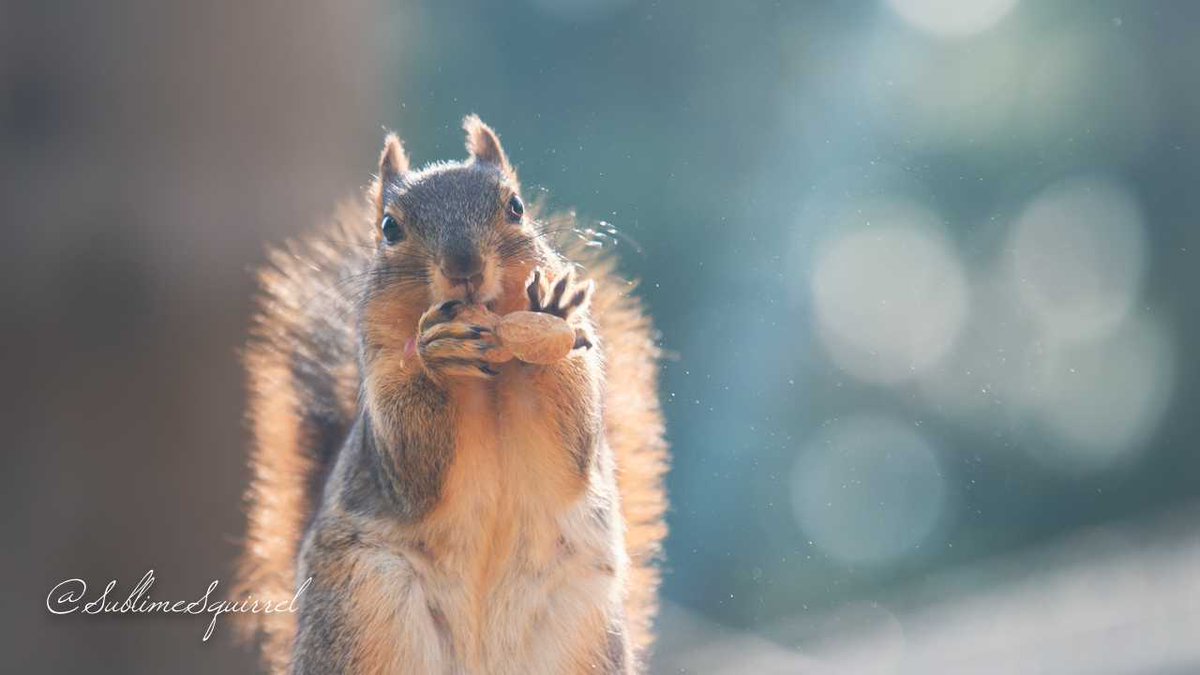 Sublime Squirrel🐿🥜💗 (@SublimeSquirrel) | Twitter