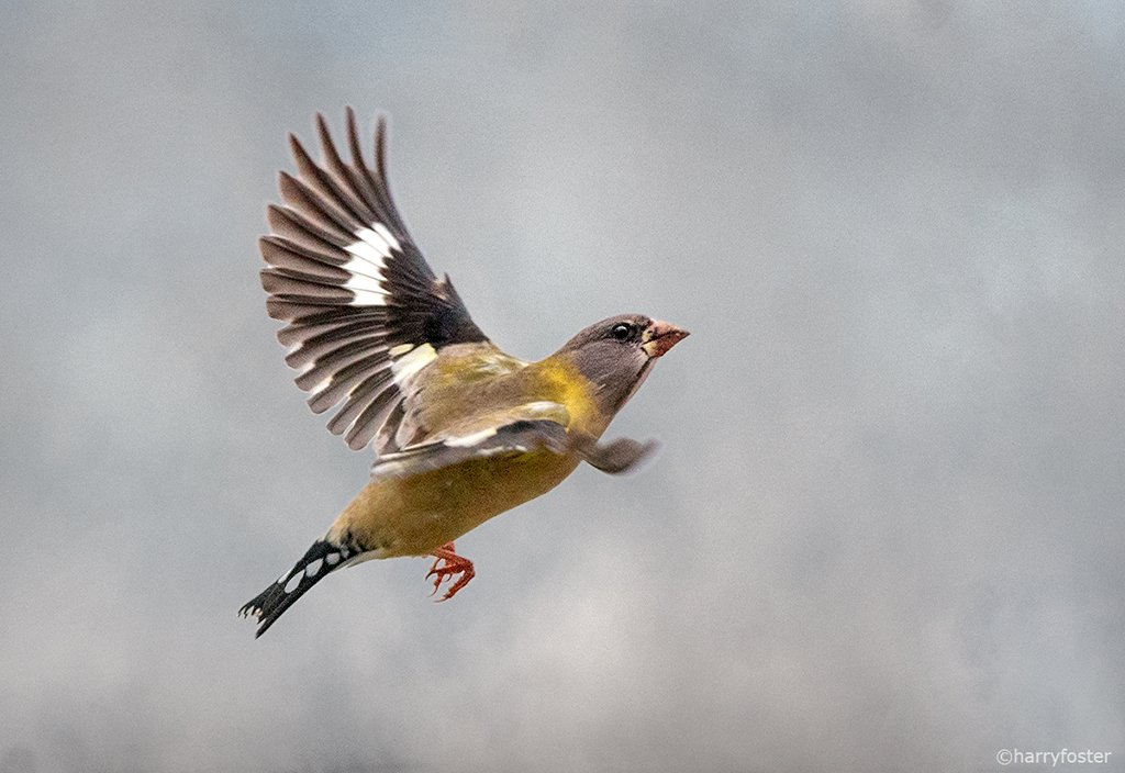 Evening Grosbeak Flying