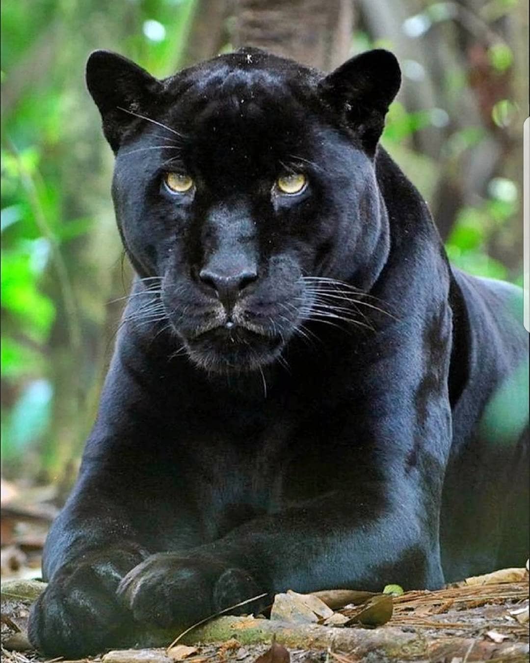 South American Black Jaguar