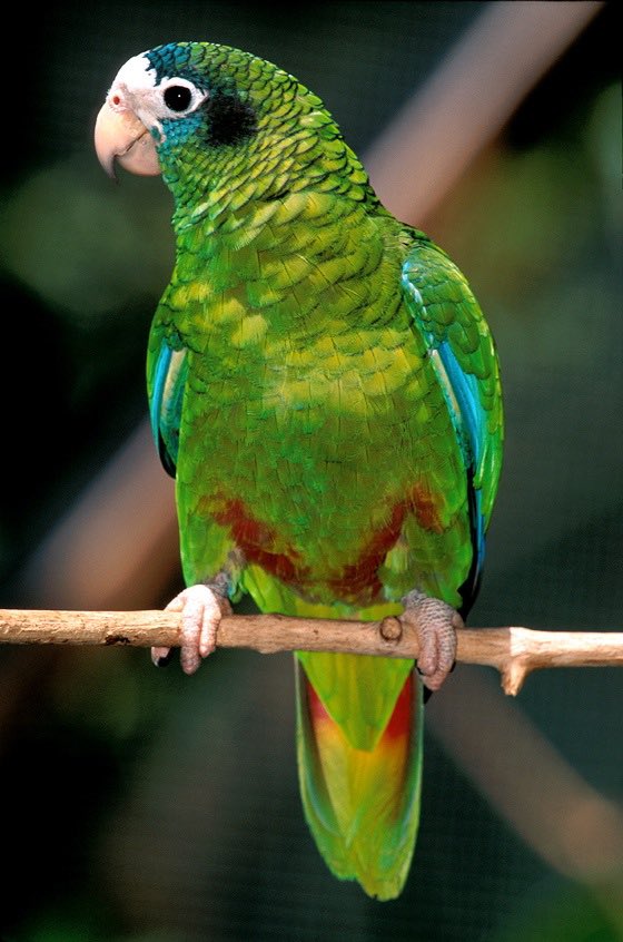 Parott Dominican Flag