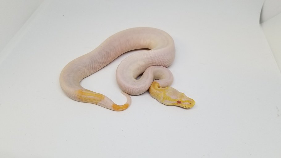 Pewter Pied Ball Python
