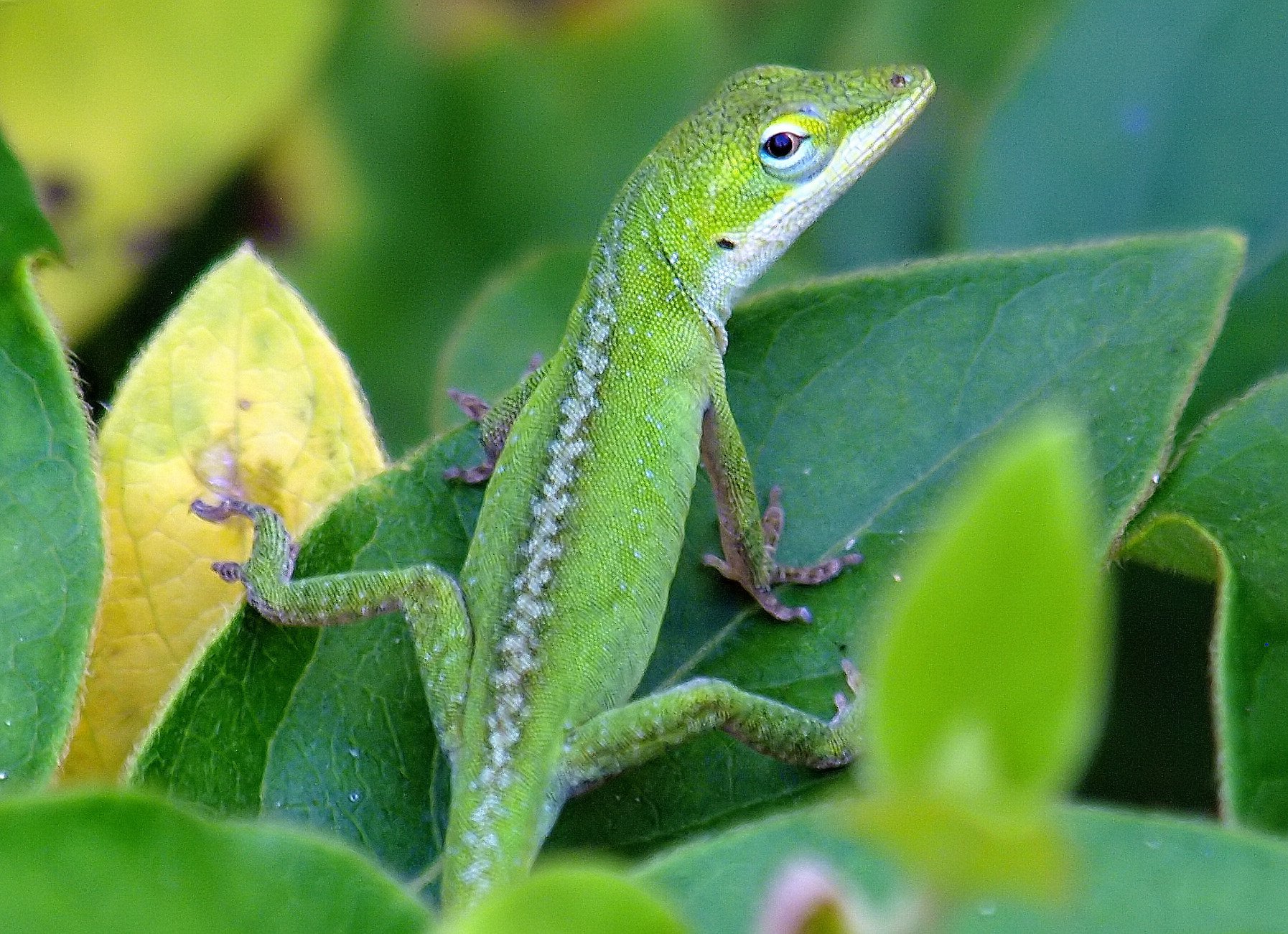 Sexing Green Anoles