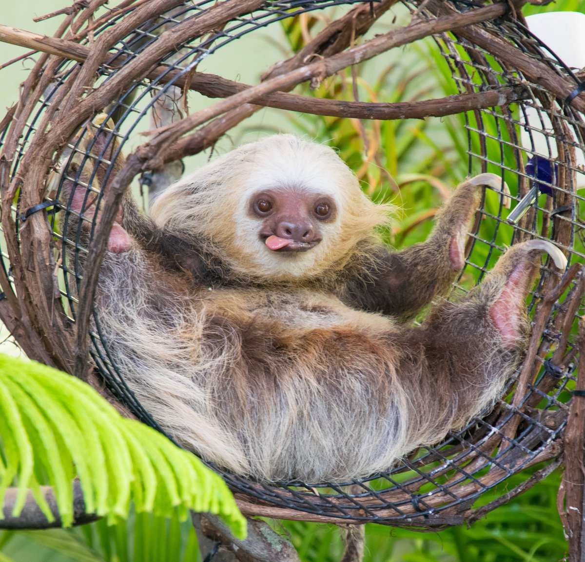 Sloth With Down Syndrome