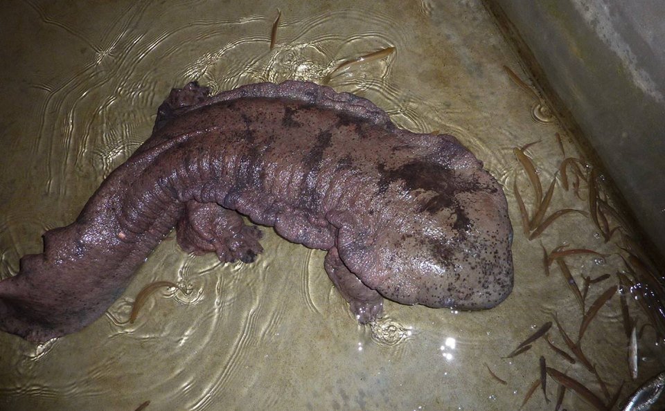 Chinese Giant Salamander Food