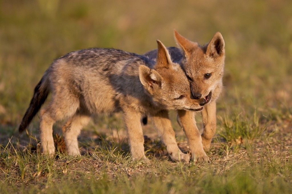 Cute Baby Jackal