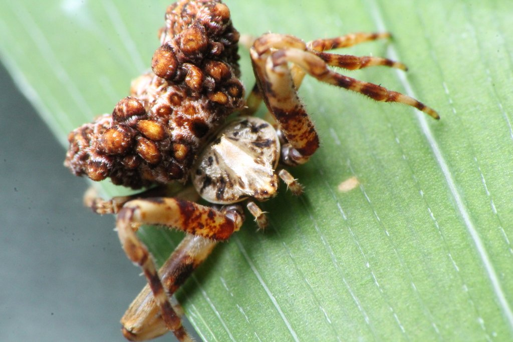 Bird Dung Spider
