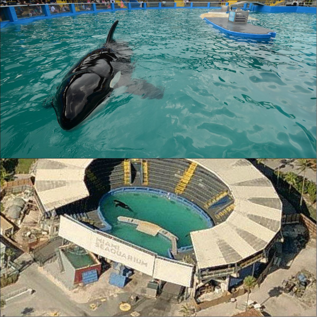 Lolita has spent 48 years TRAPPED in the smallest orca tank in the ...