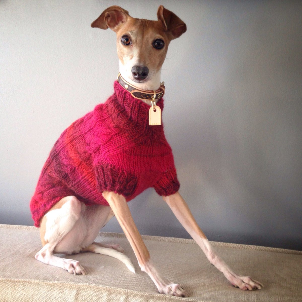 Italian Greyhound In Sweater