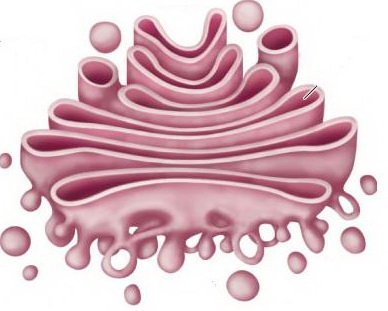 Rough Endoplasmic Reticulum Without Label