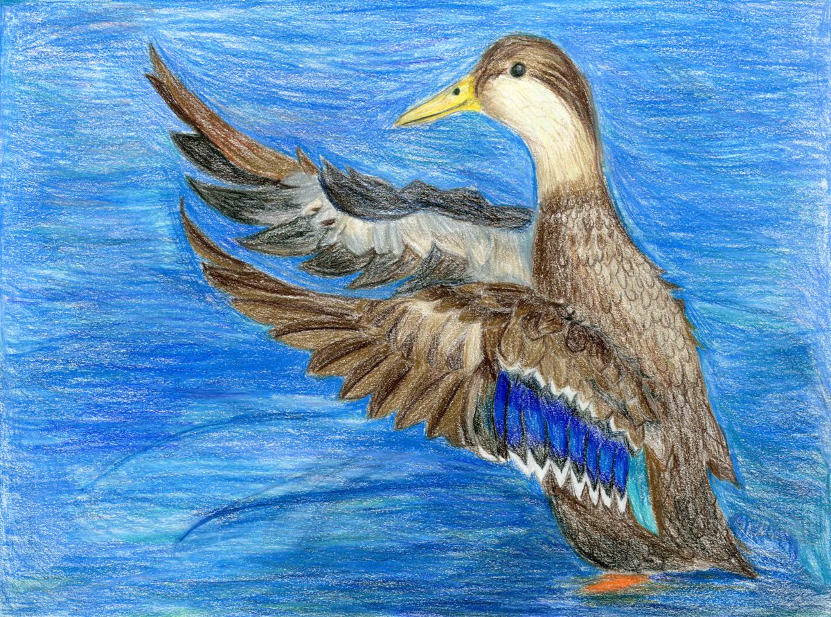 Mallard Duck Pencil Drawing