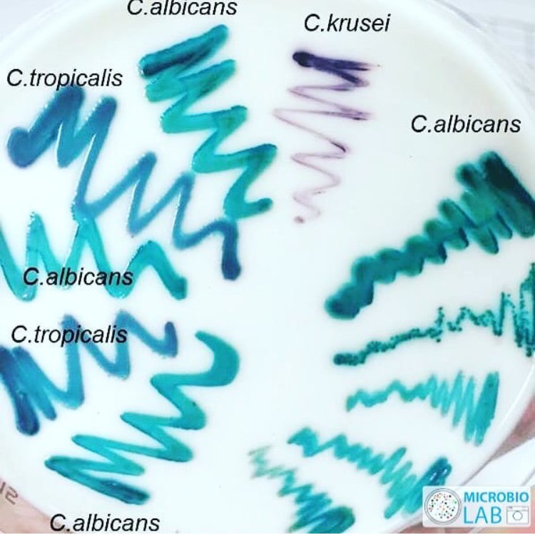 congestión aplausos ignorar agar cromogenico para candida Vigilante ...