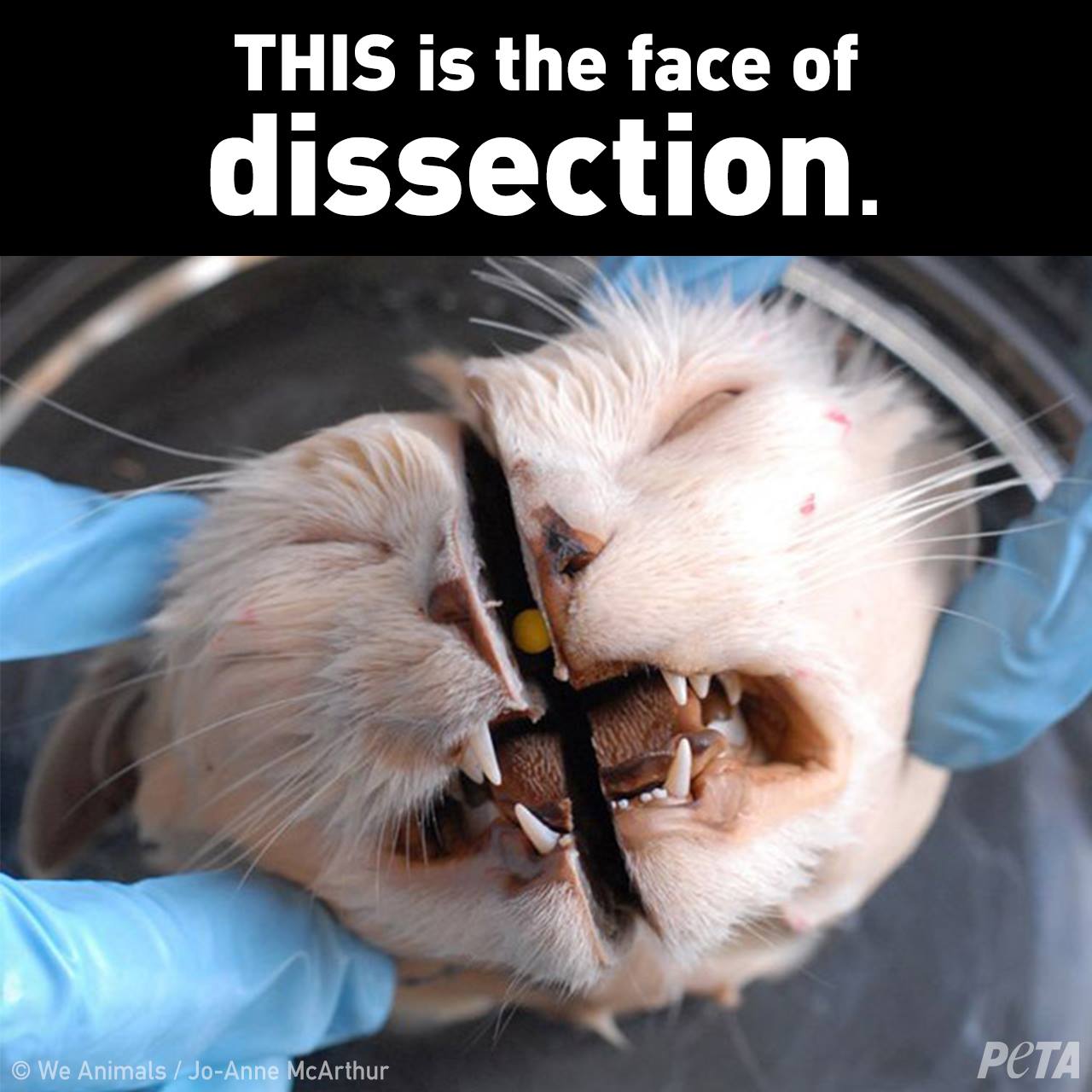 Dissect Cat