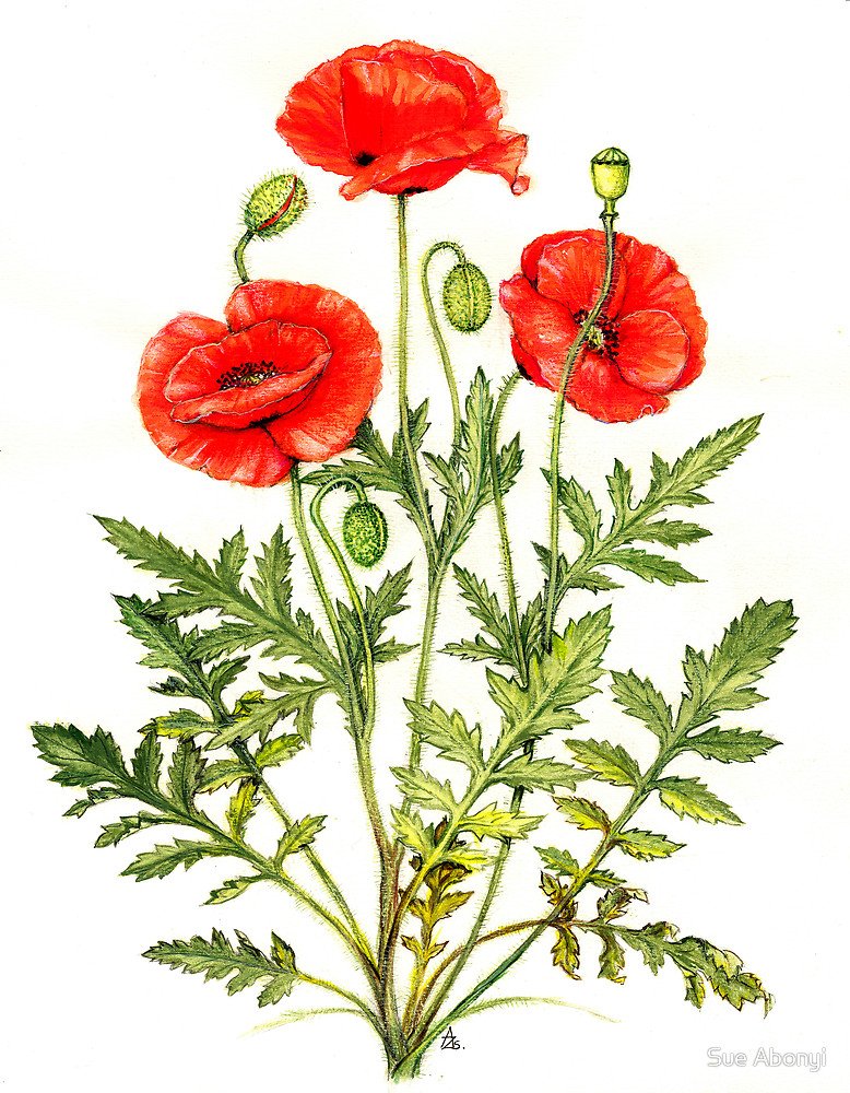 Corn Poppy Drawing