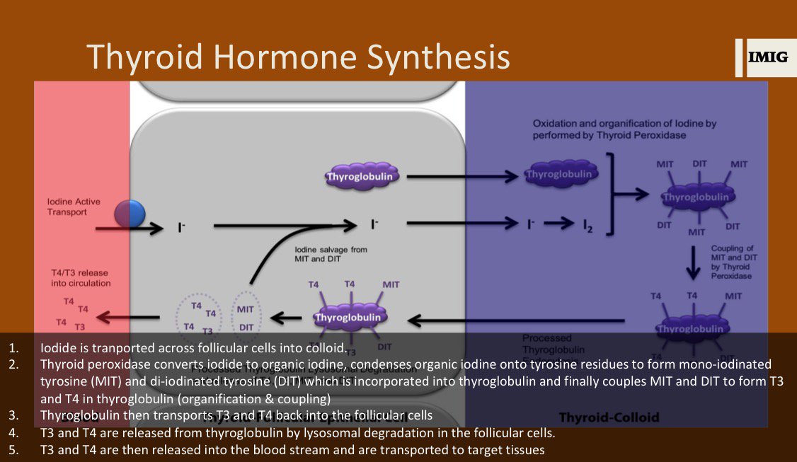 Thyroid Hormone Production