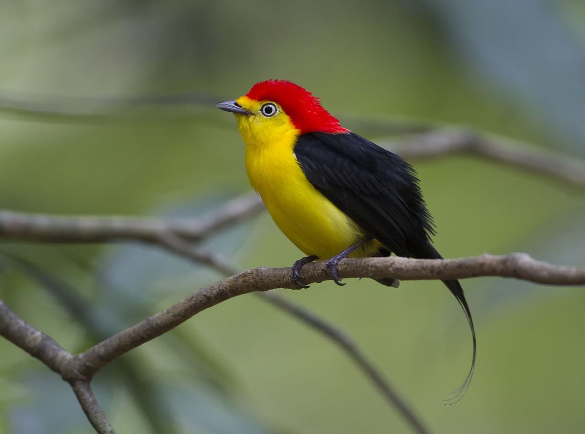 Who's this striking critter? It’s the Wire-tailed Manakin! Males are ...