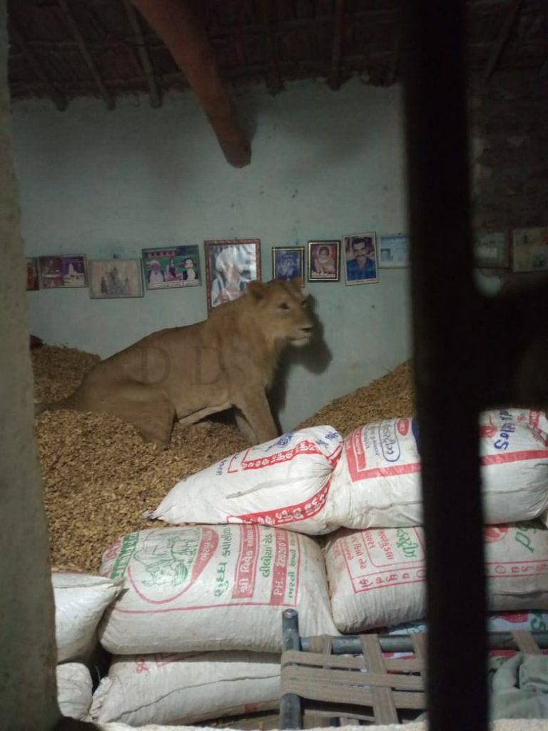 Lion enters house, sits on pile of groundnut, stays there, photo goes ...