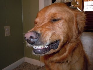 What Is Submissive Smiling In Dogs