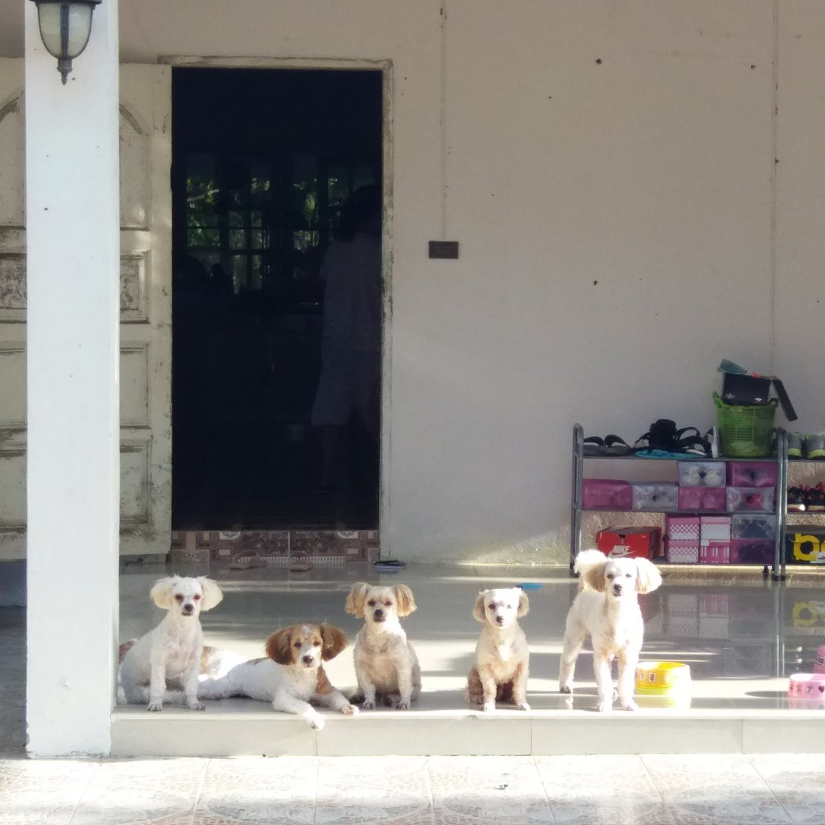 มะหมามามะ (@nuipui) | Twitter